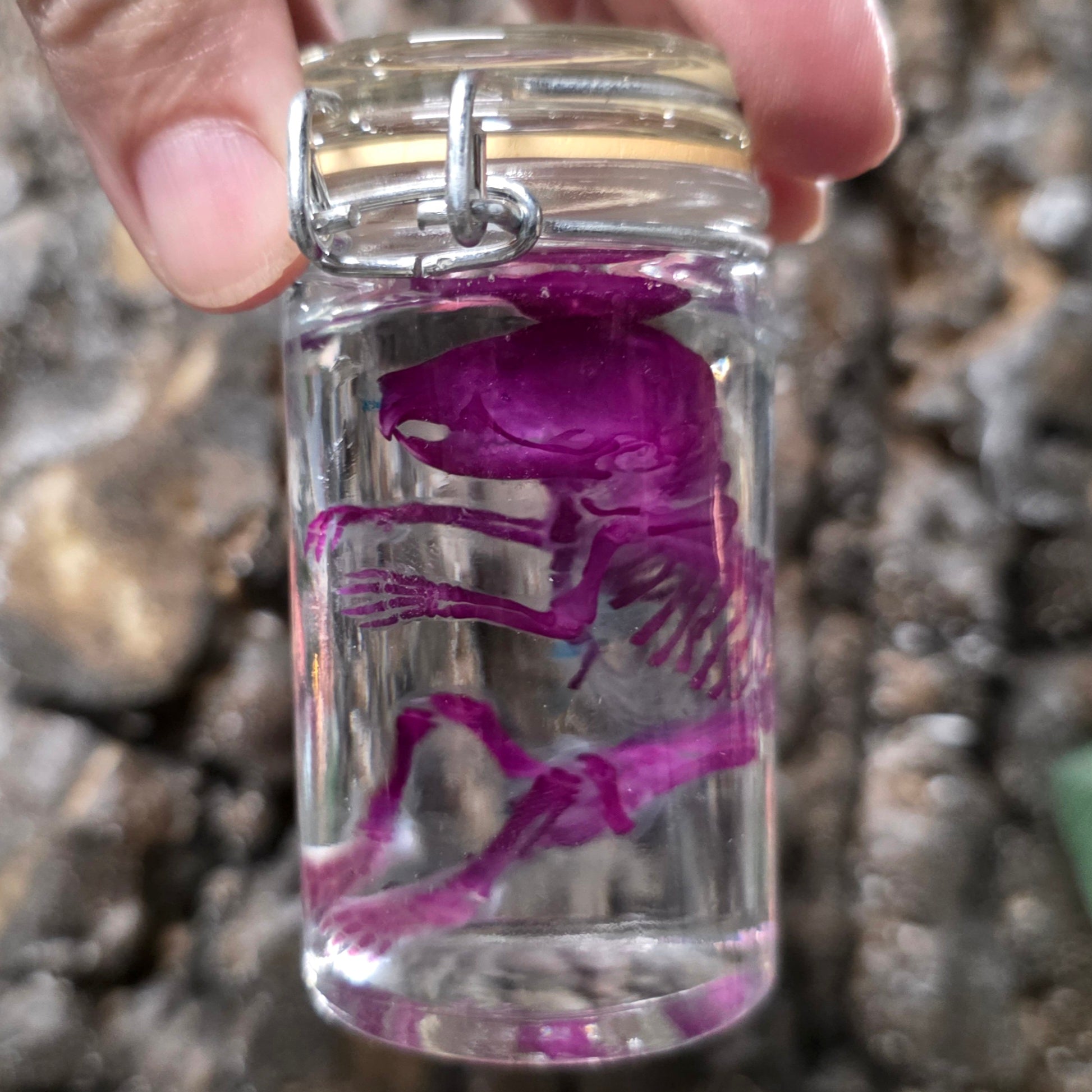 SkullStore // Buy Real Wet Specimen Animals Online | SkullStore Inc.
