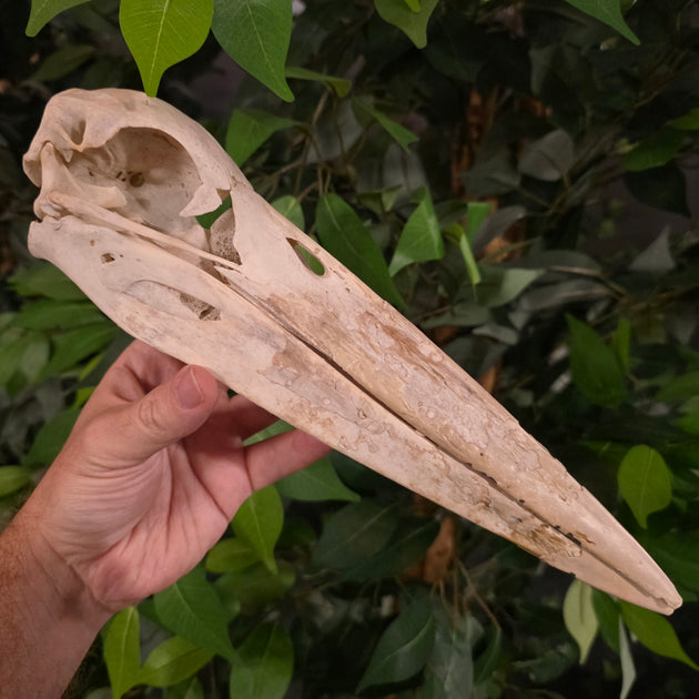 Marabou Stork Skull (Ex-Museum) | SkullStore Inc.