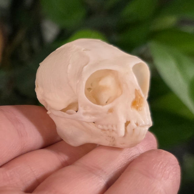 Marmoset Monkey Skull (Ex-Museum) | SkullStore Inc.