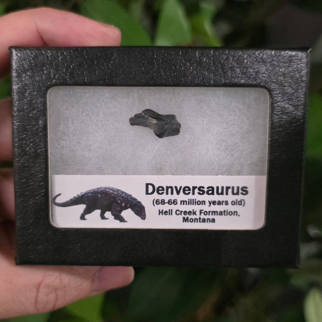 Denversaurus Dinosaur Tooth A (Ex-Museum) | SkullStore Inc.