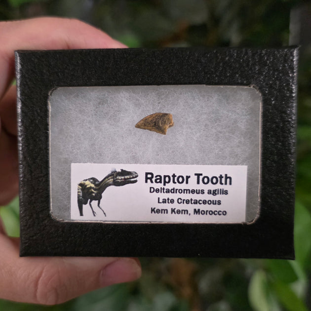 Raptor Dinosaur Tooth G, Morocco (Ex-Museum) | SkullStore Inc.