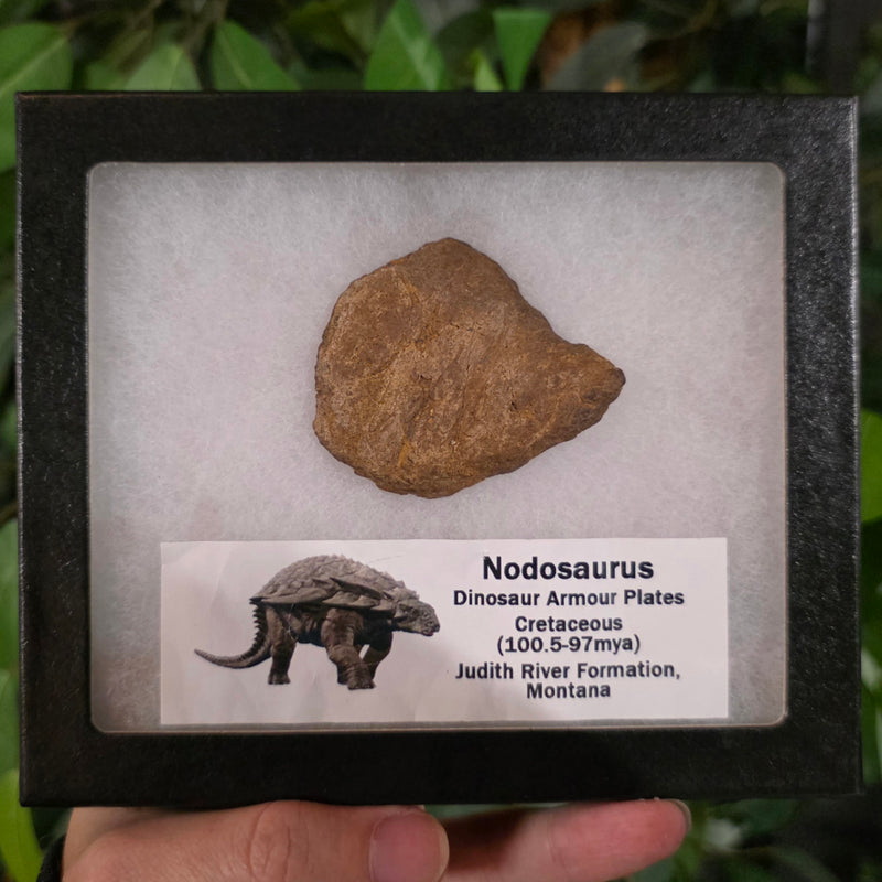 SkullStore // The world's top online oddity and natural history store ...