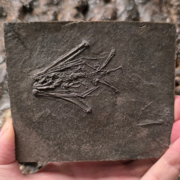 Fossil Bat Skeleton (Ex-Museum) | SkullStore Inc.