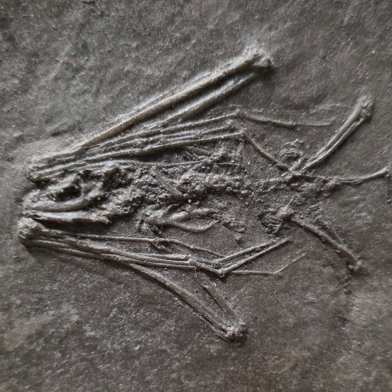 Fossil Bat Skeleton (Ex-Museum) | SkullStore Inc.
