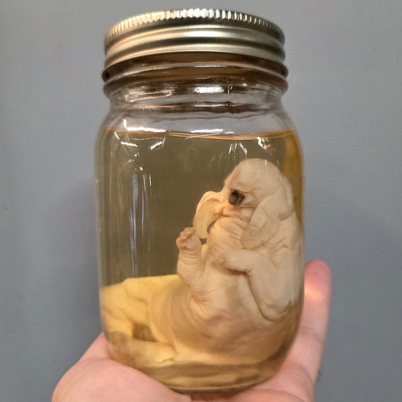 Cyclops Rabbit Wet Specimen (Ex-Museum) | SkullStore Inc.