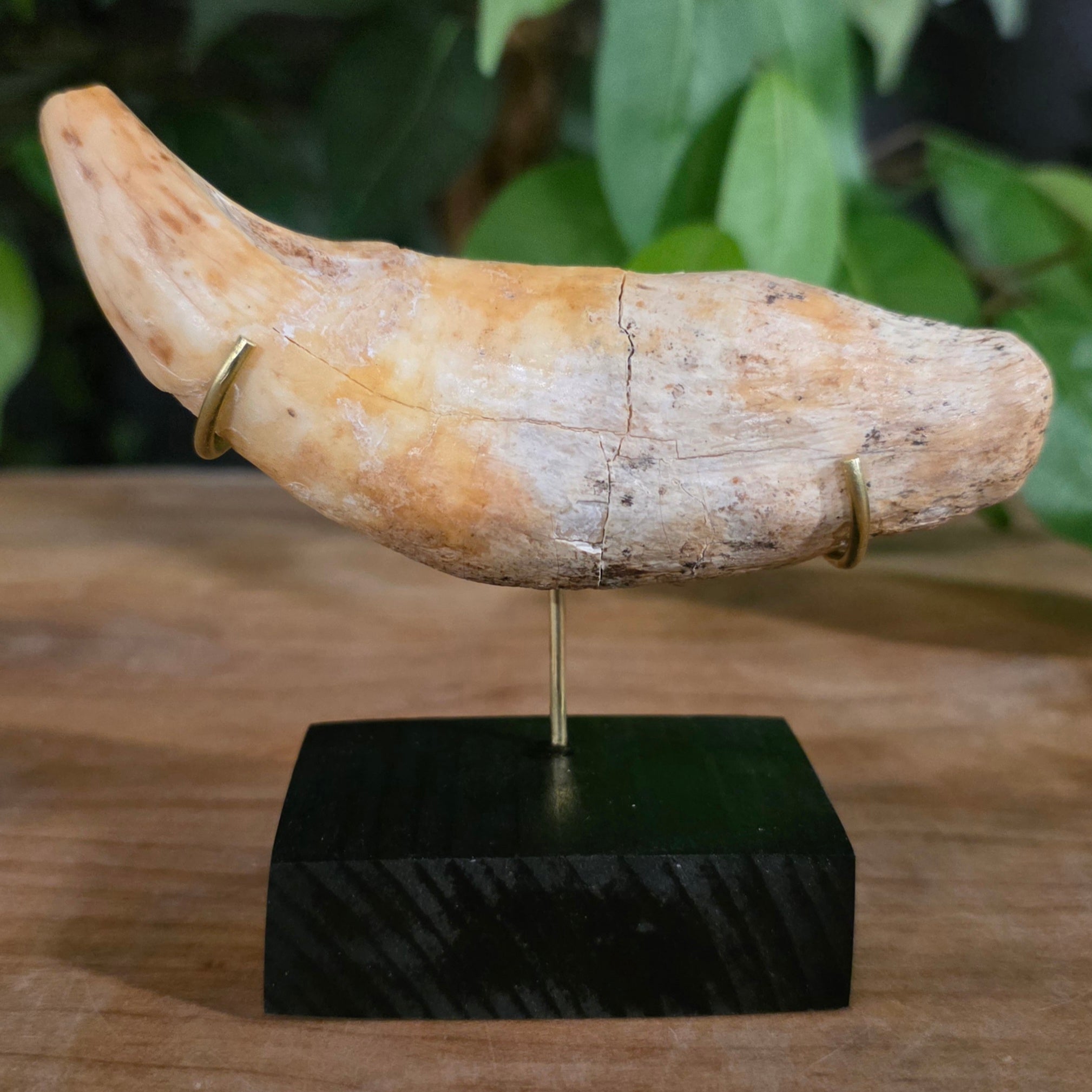Cavebear Canine Tooth (On Stand) C | SkullStore Inc.