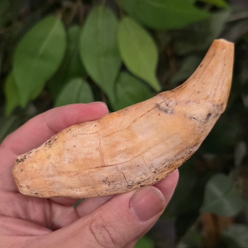 Cavebear Canine Tooth (On Stand) C | SkullStore Inc.