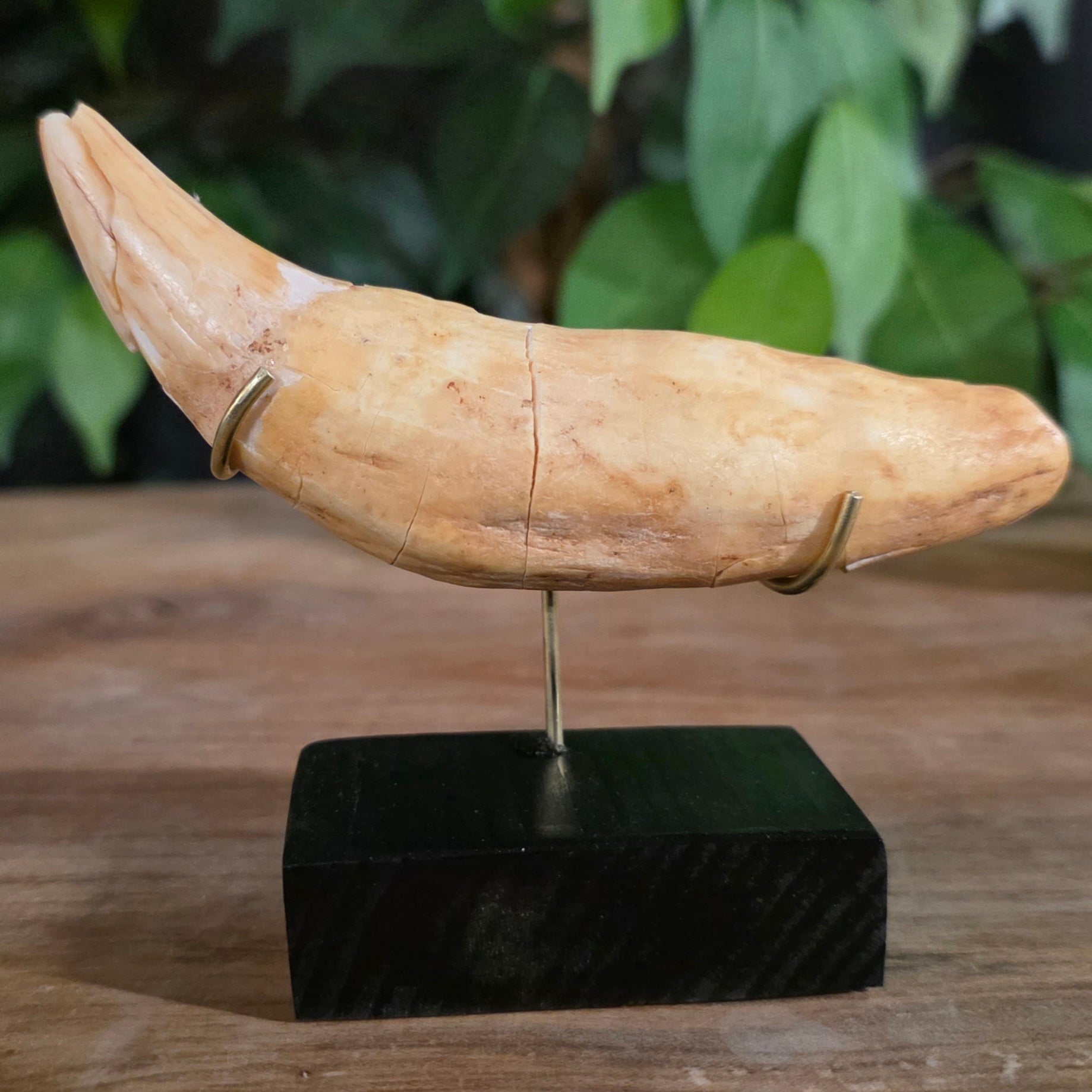 Cavebear Canine Tooth (On Stand) D | SkullStore Inc.