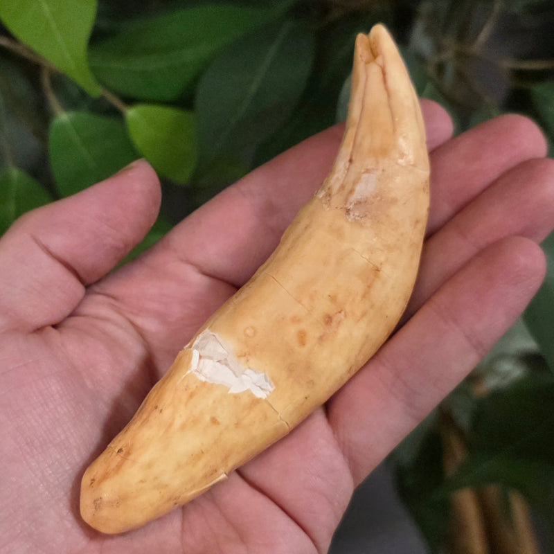 Cavebear Canine Tooth (On Stand) D | SkullStore Inc.