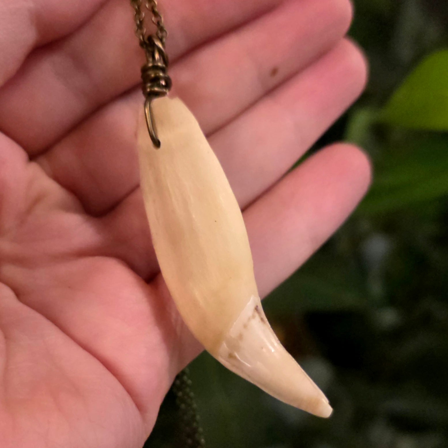 Black Bear Canine Tooth Necklace | SkullStore Inc.