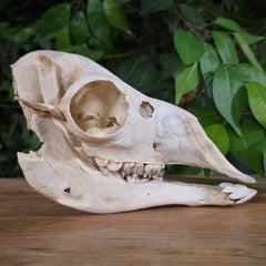 SkullStore // Buy Real Animal Skulls and Human Skulls Online ...