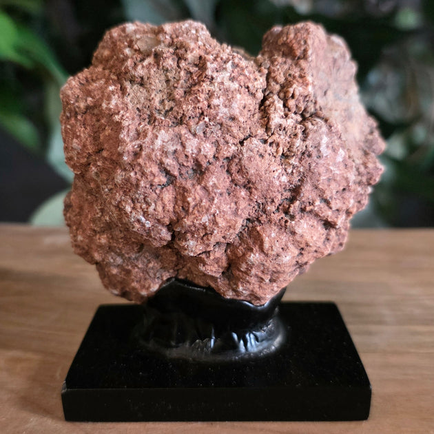 Dinosaur Poop H (Jurassic Coprolite) | SkullStore Inc.