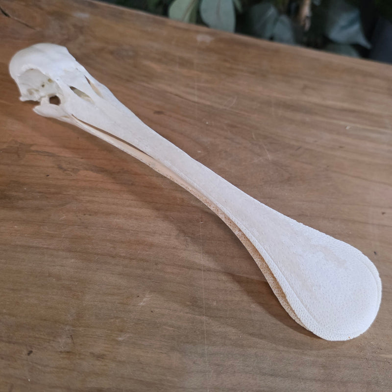 SkullStore // Buy Real Animal Skulls and Human Skulls Online ...