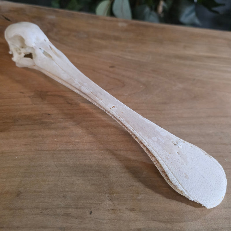 SkullStore // Buy Real Animal Skulls and Human Skulls Online ...