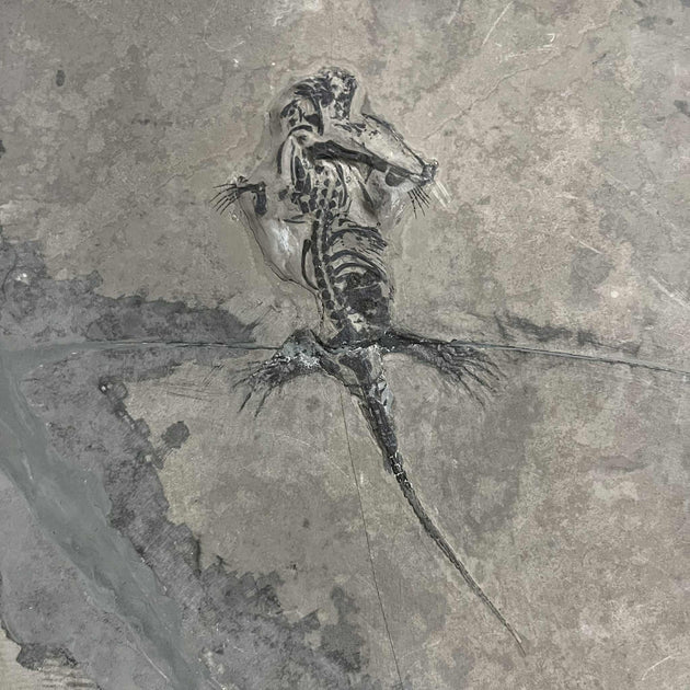 Keichousaurus Fossil Skeleton, C | SkullStore Inc.