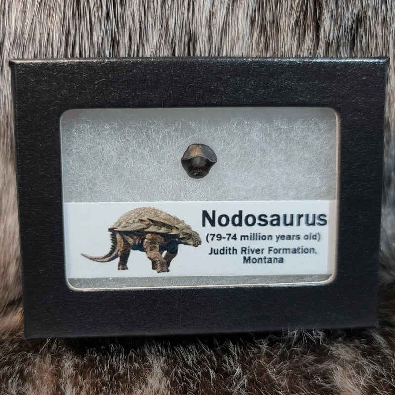 SkullStore // Buy Real Dinosaur Fossils Online - Page 4 | SkullStore Inc.