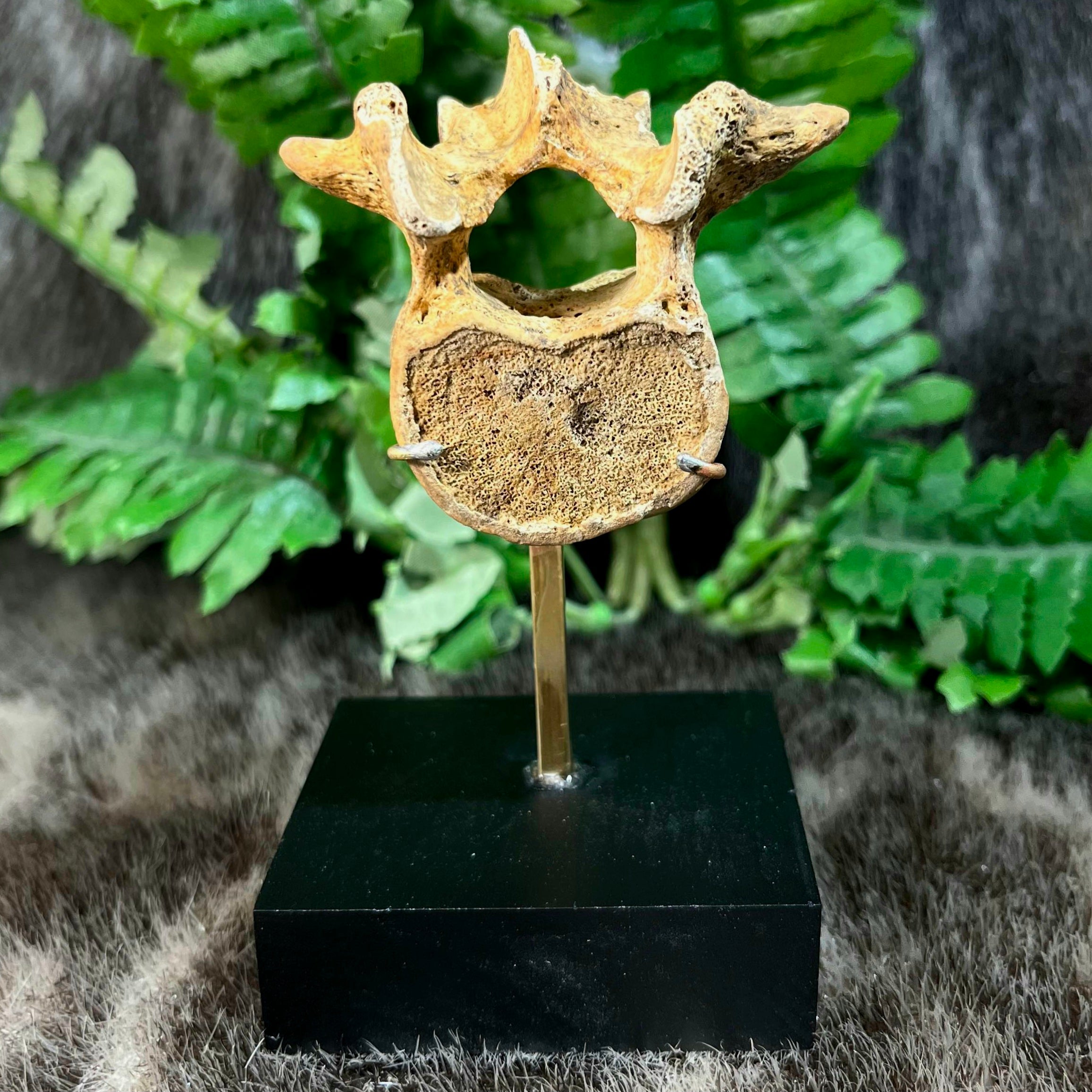 SkullStore // The world's top online oddity and natural history store ...