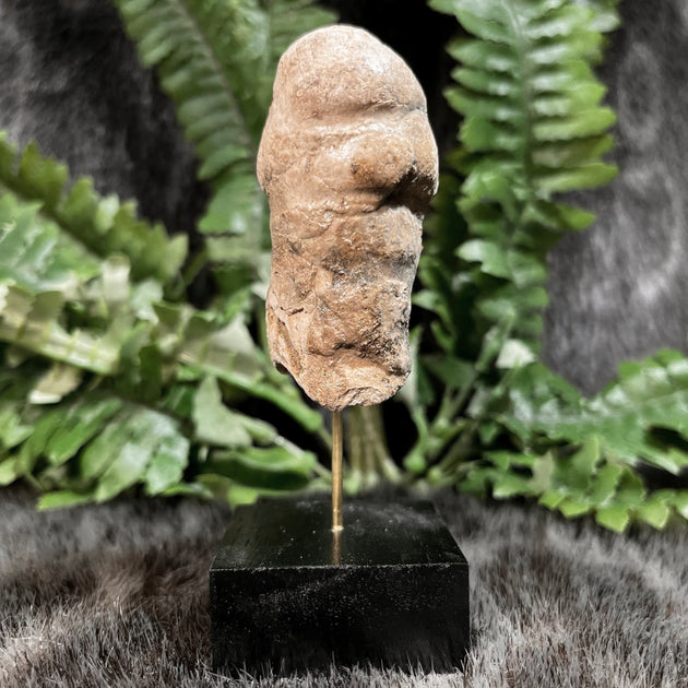 Crocodilian Poop (Coprolite) Fossil, F | SkullStore Inc.