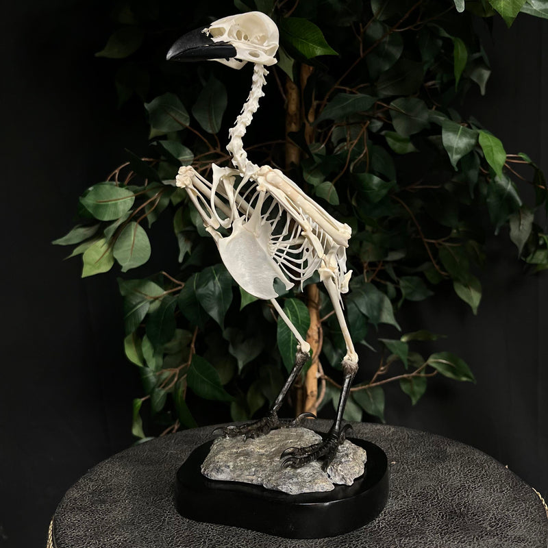 SkullStore // Buy Real Cruelty Free, Sustainable Animal Parts Online ...