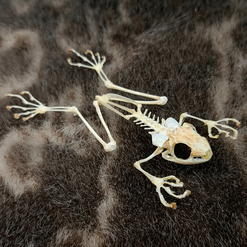 SkullStore // Buy Real Cruelty Free, Sustainable Animal Parts Online ...