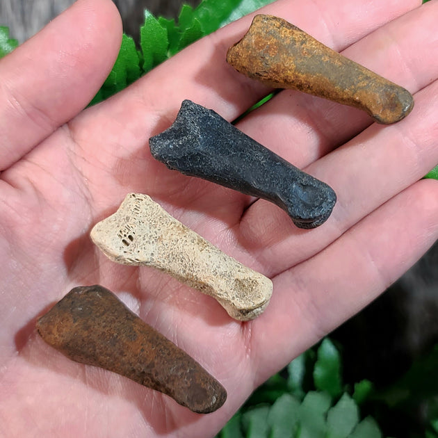 Deer Fossil Toe Bones (SALE) | SkullStore Inc.