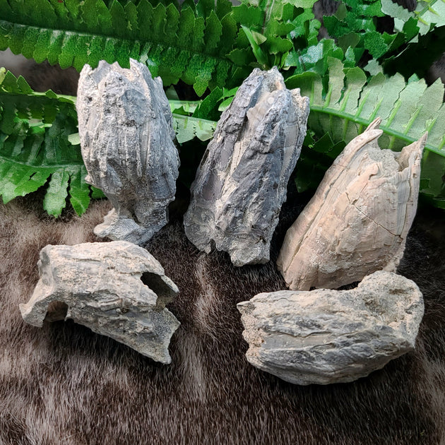 Fossilized Barnacles, Florida | SkullStore Inc.