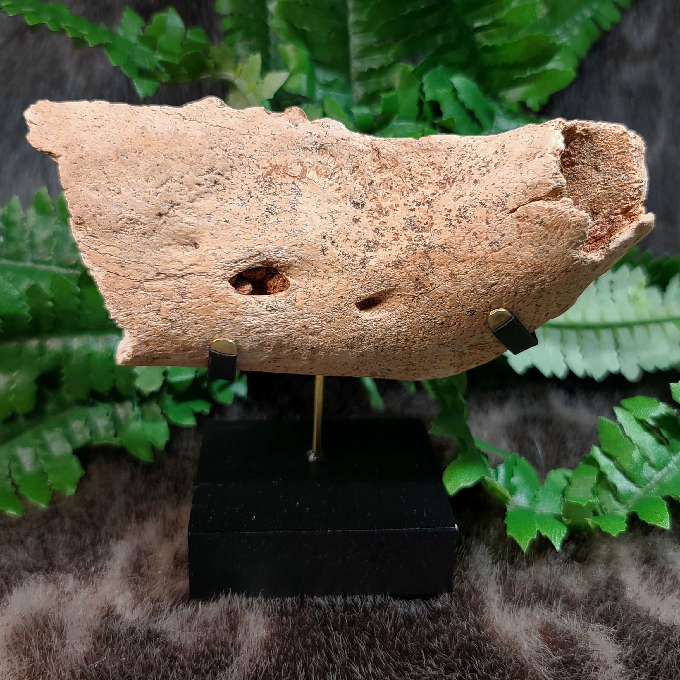 SkullStore // Buy Real Bear Skulls, Furs, And Taxidermy Online ...