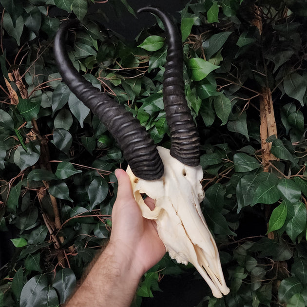 Springbok Skulls, Male | SkullStore Inc.