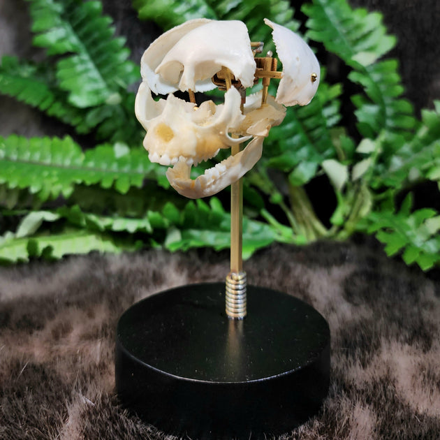 Exploded Squirrel Monkey Skull, Beauchene (Collapsible) | SkullStore Inc.