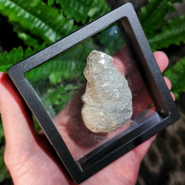 Prehistoric Horn Coral Fossil, A | SkullStore Inc.