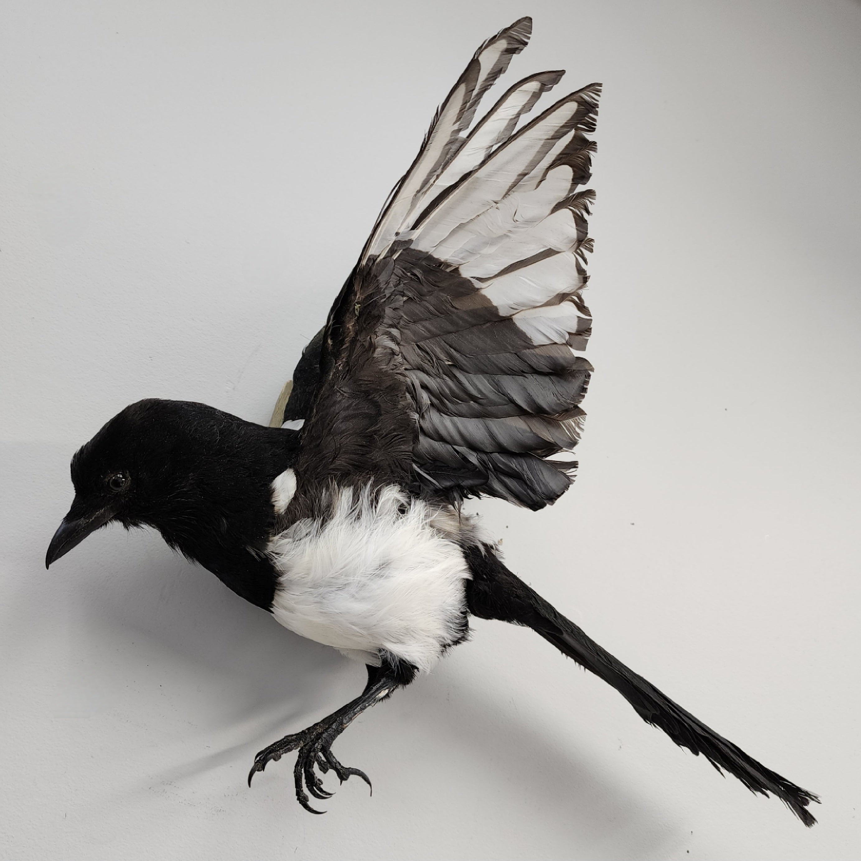 SkullStore // Buy Real Cruelty Free, Sustainable Animal Parts Online ...