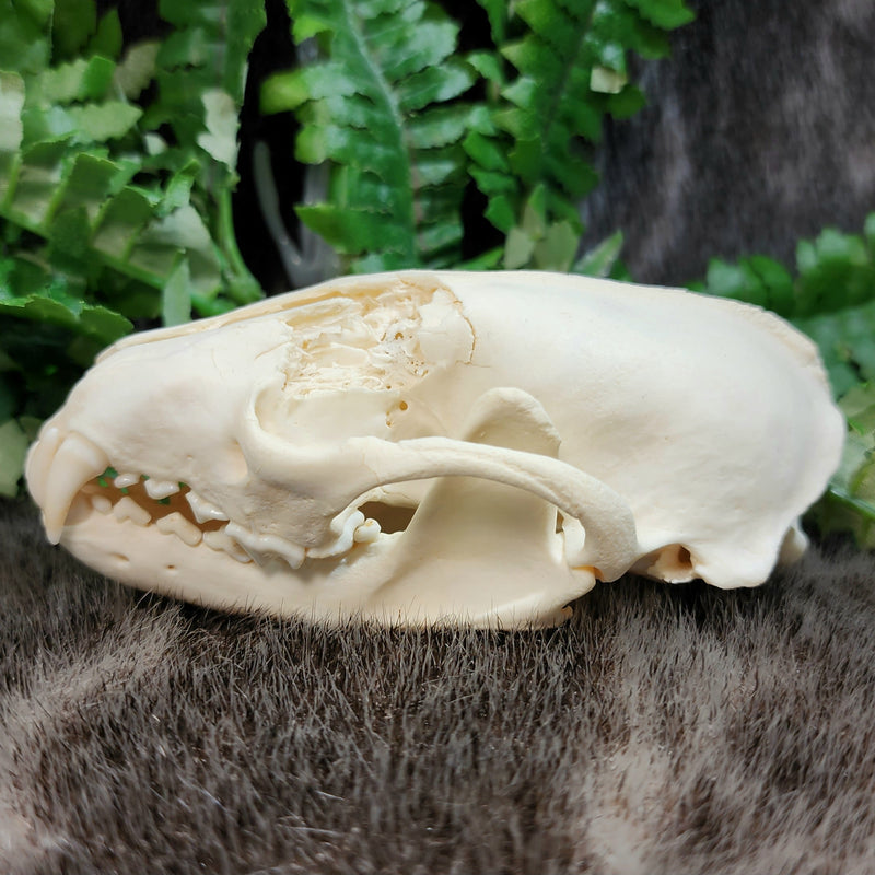 SkullStore // Buy Real Cruelty Free, Sustainable Animal Parts Online ...