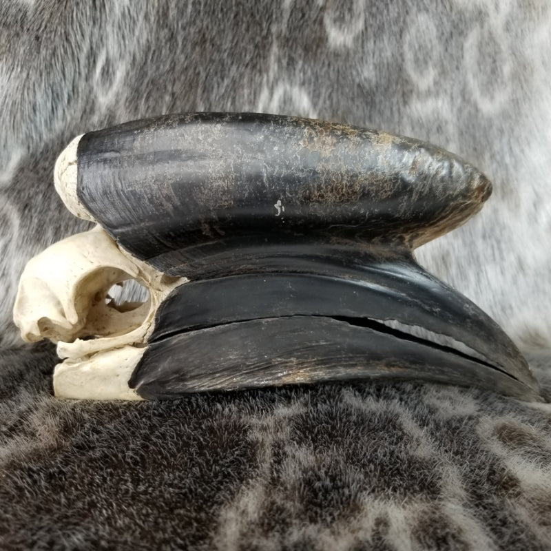 SkullStore // Buy Real Exotic Bird Parts Online | SkullStore Inc.