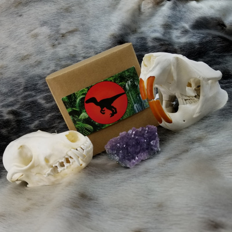 SkullStore // Buy Real Cruelty Free, Sustainable Animal Parts Online ...