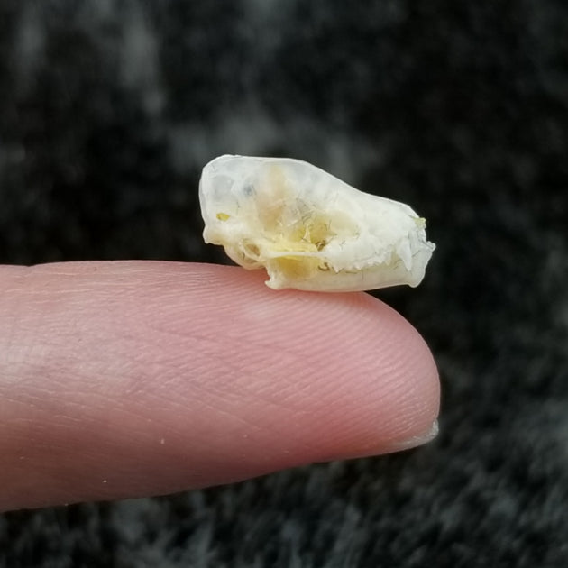 Javan Pipistrelle Bat Skulls | SkullStore Inc.