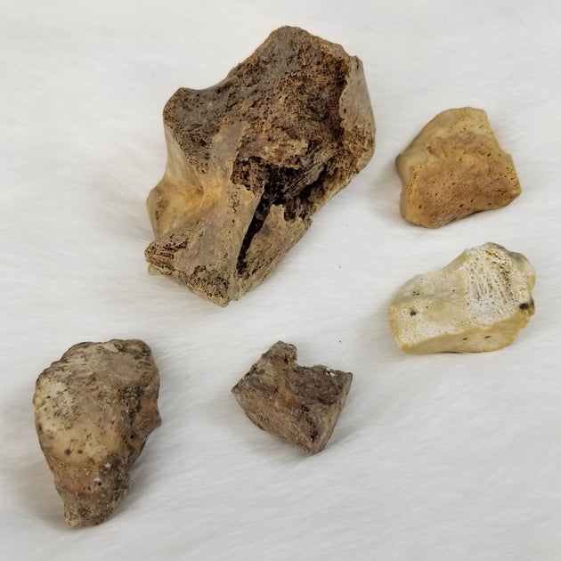 Human Bones, Forensics Set | SkullStore Inc.