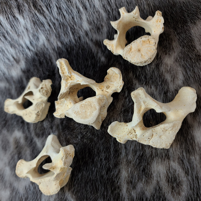 Craft Supplies - Page 5 | SkullStore Inc.