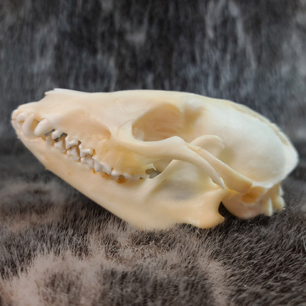 Raccoon Dog (Tanuki) Skulls | SkullStore Inc.