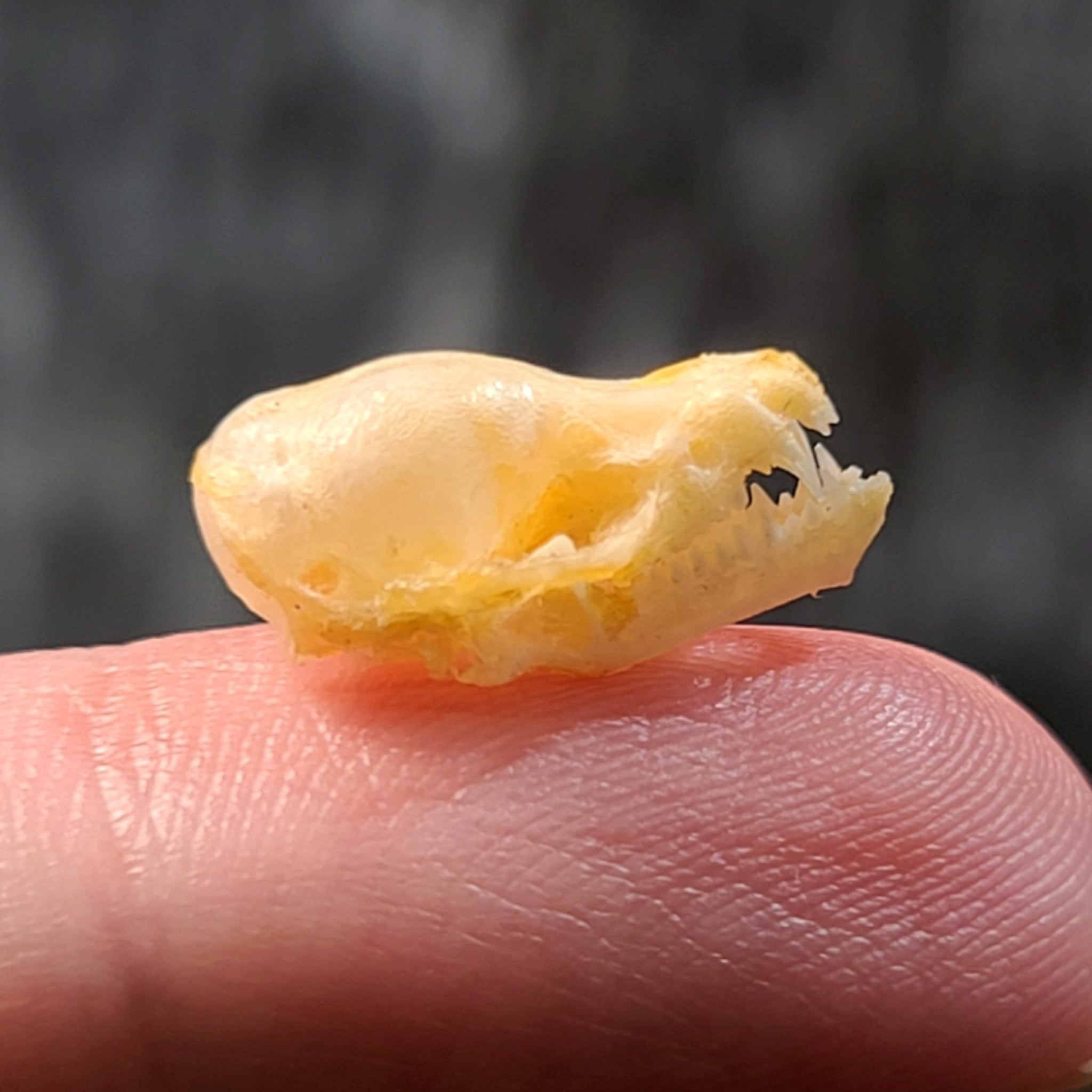 Eastern Pipistrelle Skull