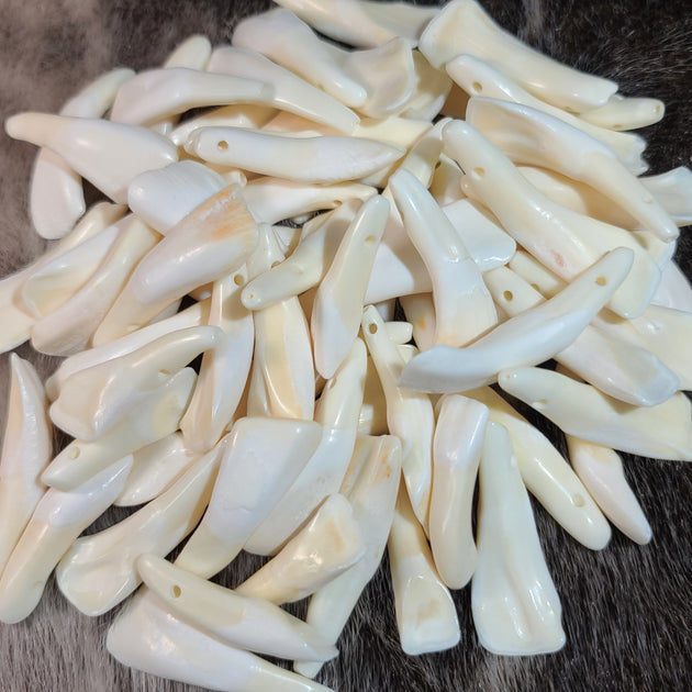 Buffalo Teeth, Drilled Sets of 2 | SkullStore Inc.