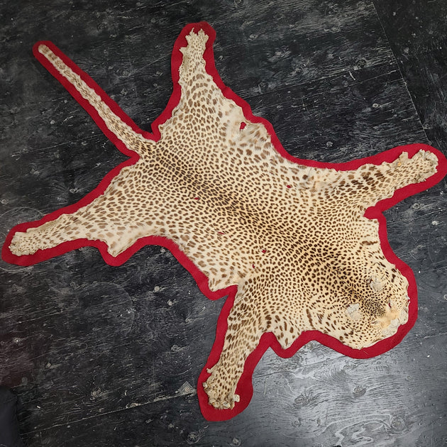 Leopard Skin Rug B, Vintage (SALE) | SkullStore Inc.